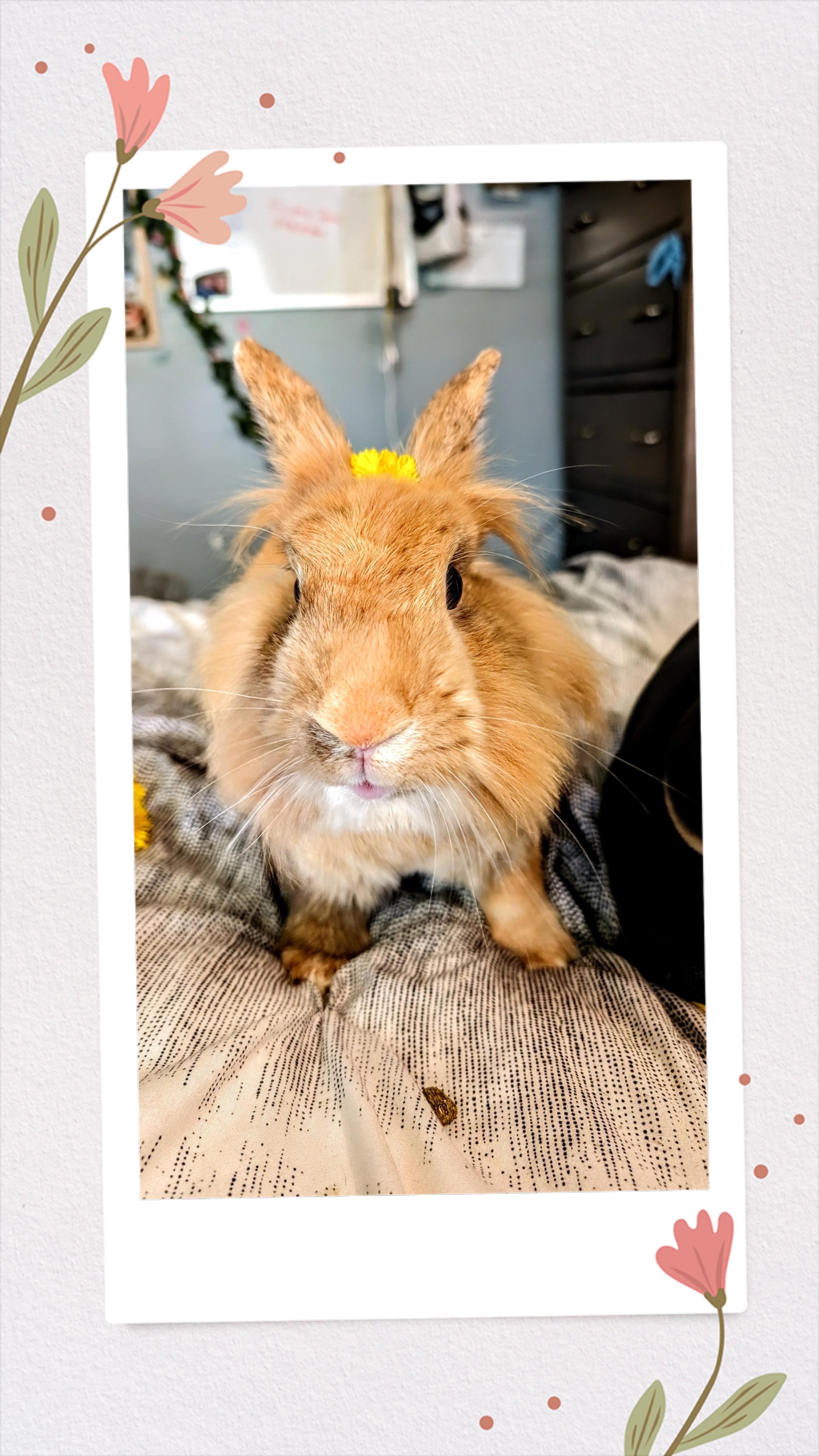 Fixed and bonded rabbit randomly humping | Scrolller