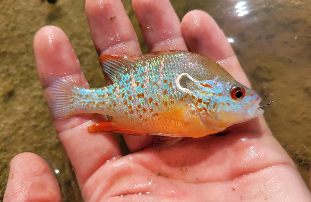 Orangespotted sunfish from Texas | Scrolller