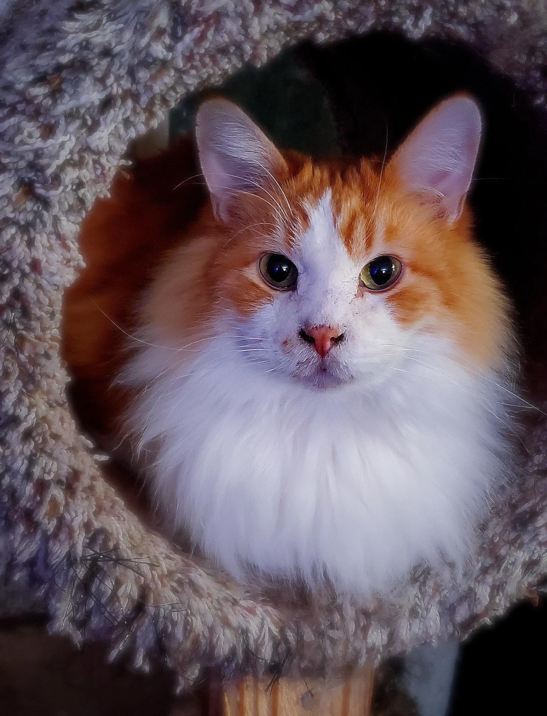 I love my Julius, and his winter mane is glorious. | Scrolller