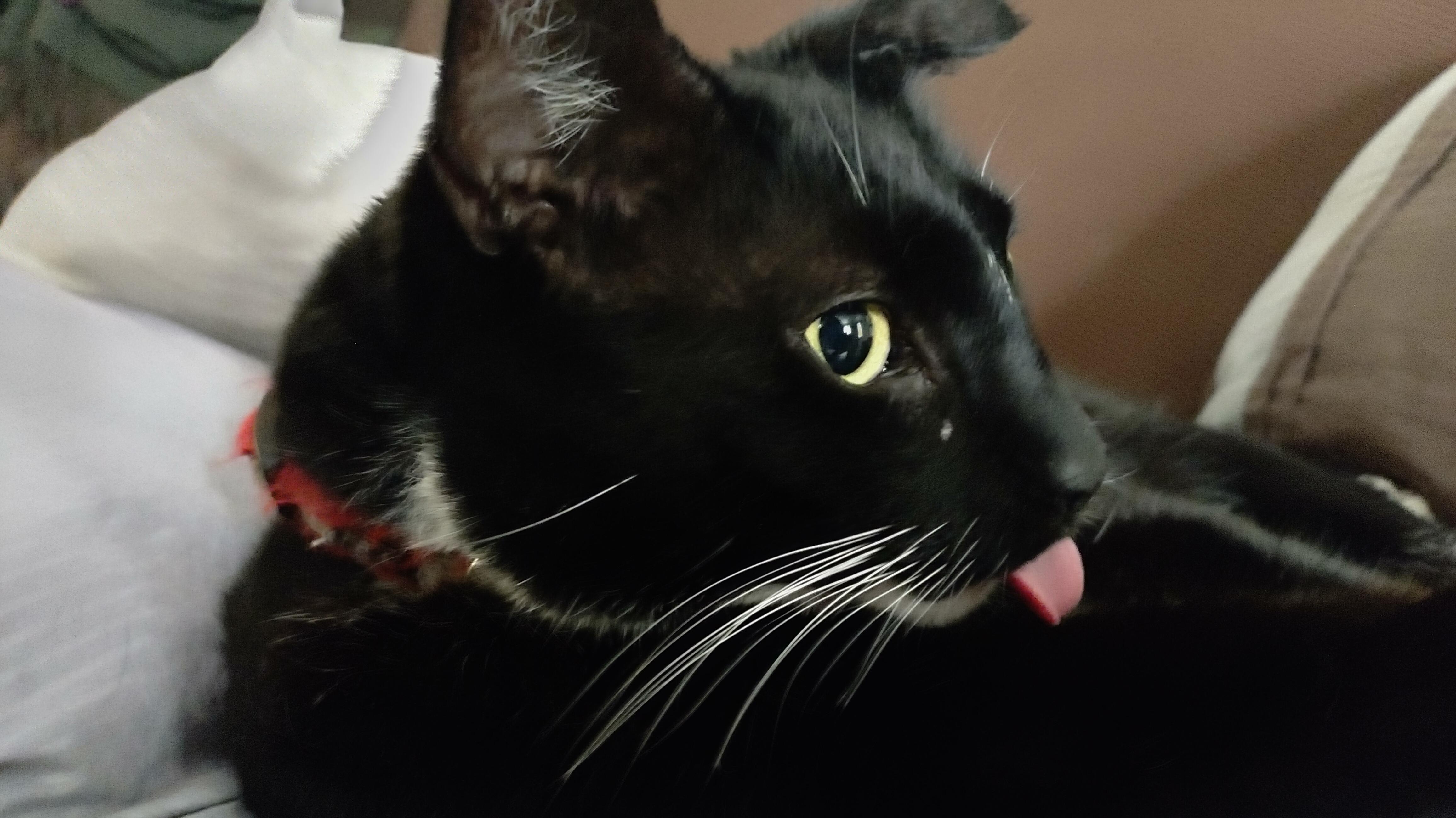 Blep | Scrolller