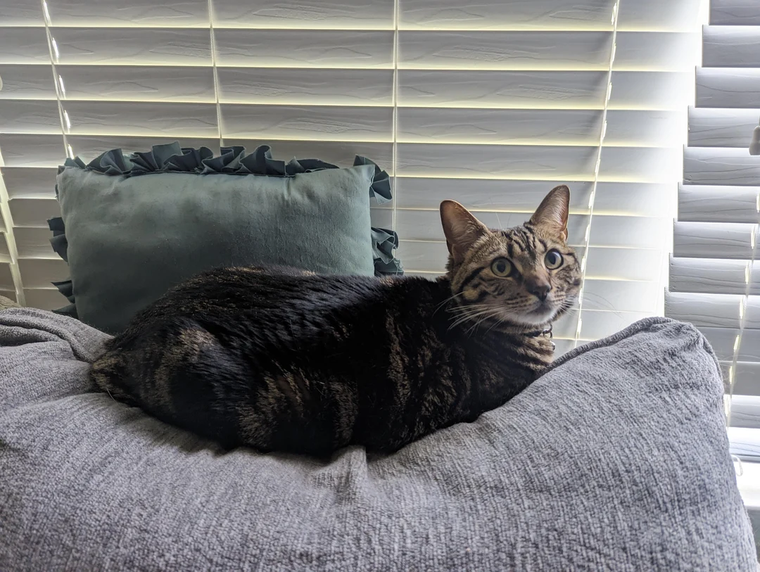 You know you could open up the blinds for me human... | Scrolller