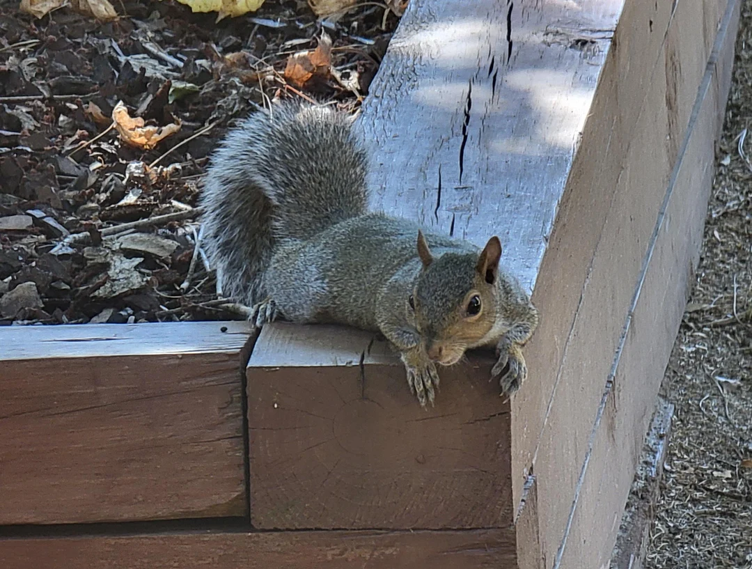 Caught a cute photo of this squirrel | Scrolller
