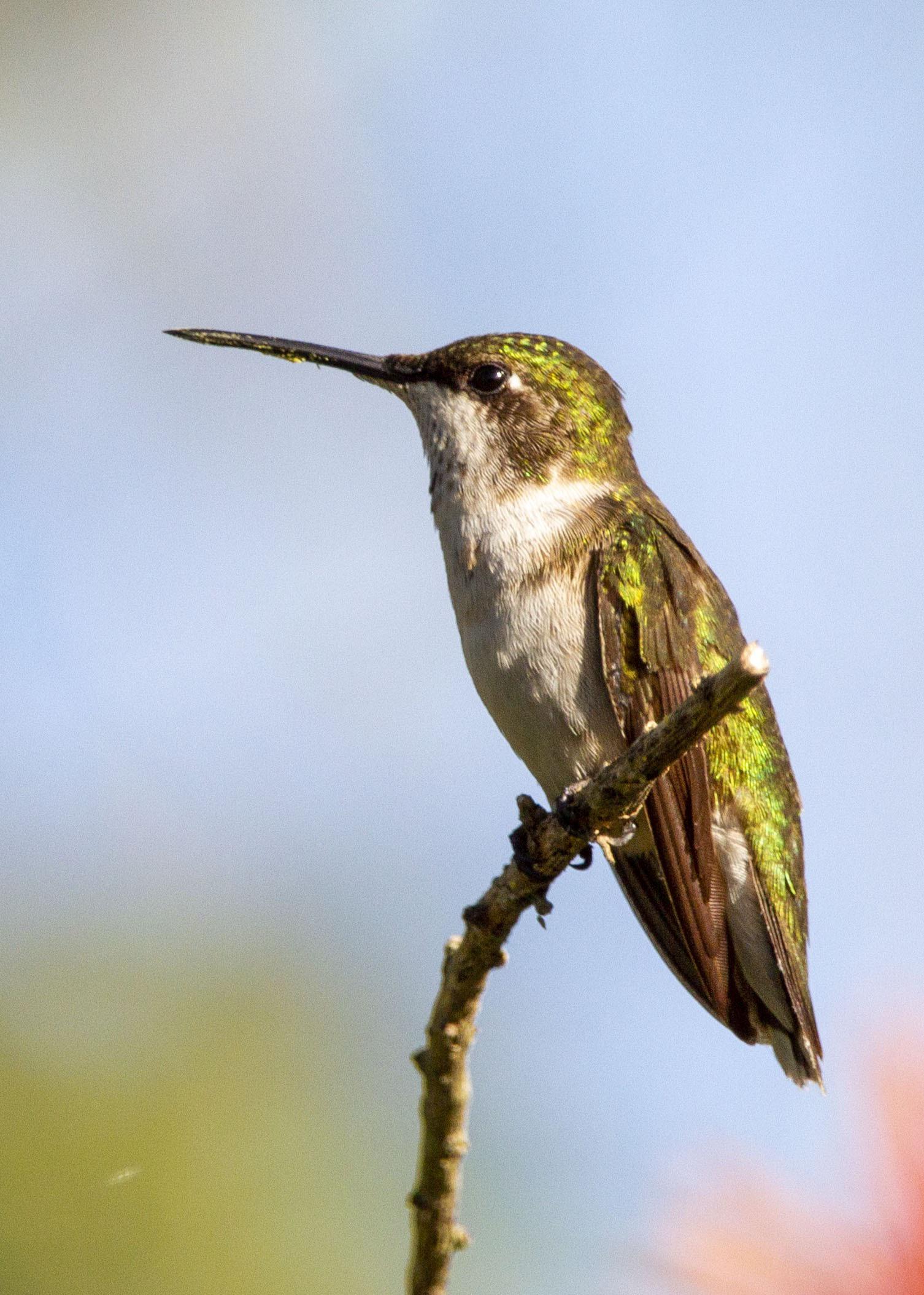 Finally a clear shot! | Scrolller