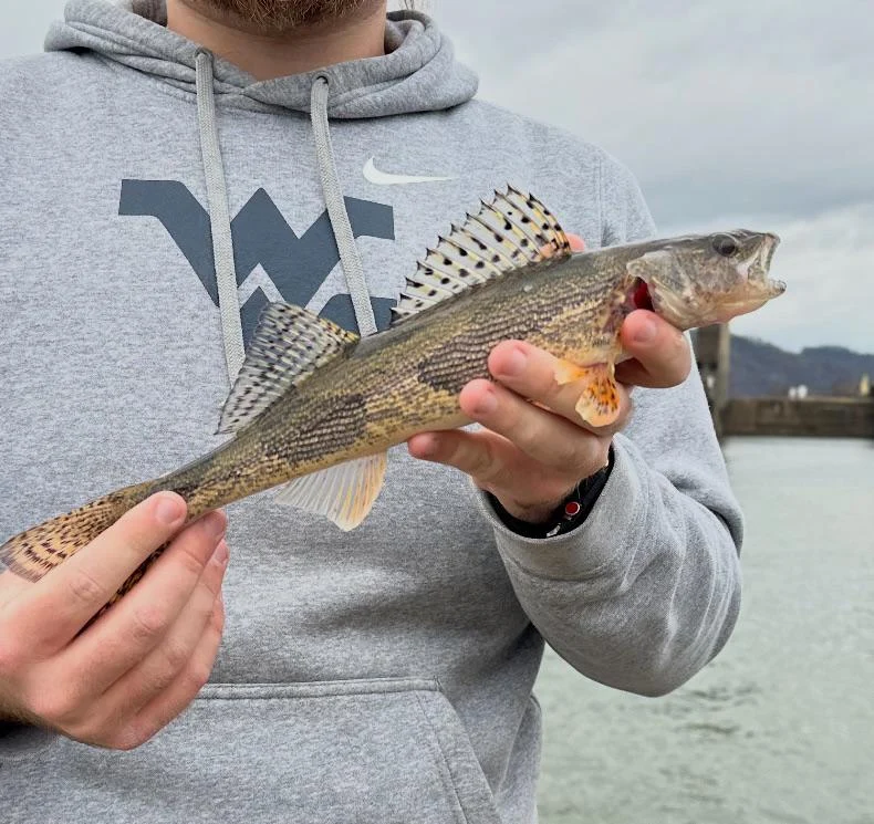 Ohio River sauger | Scrolller