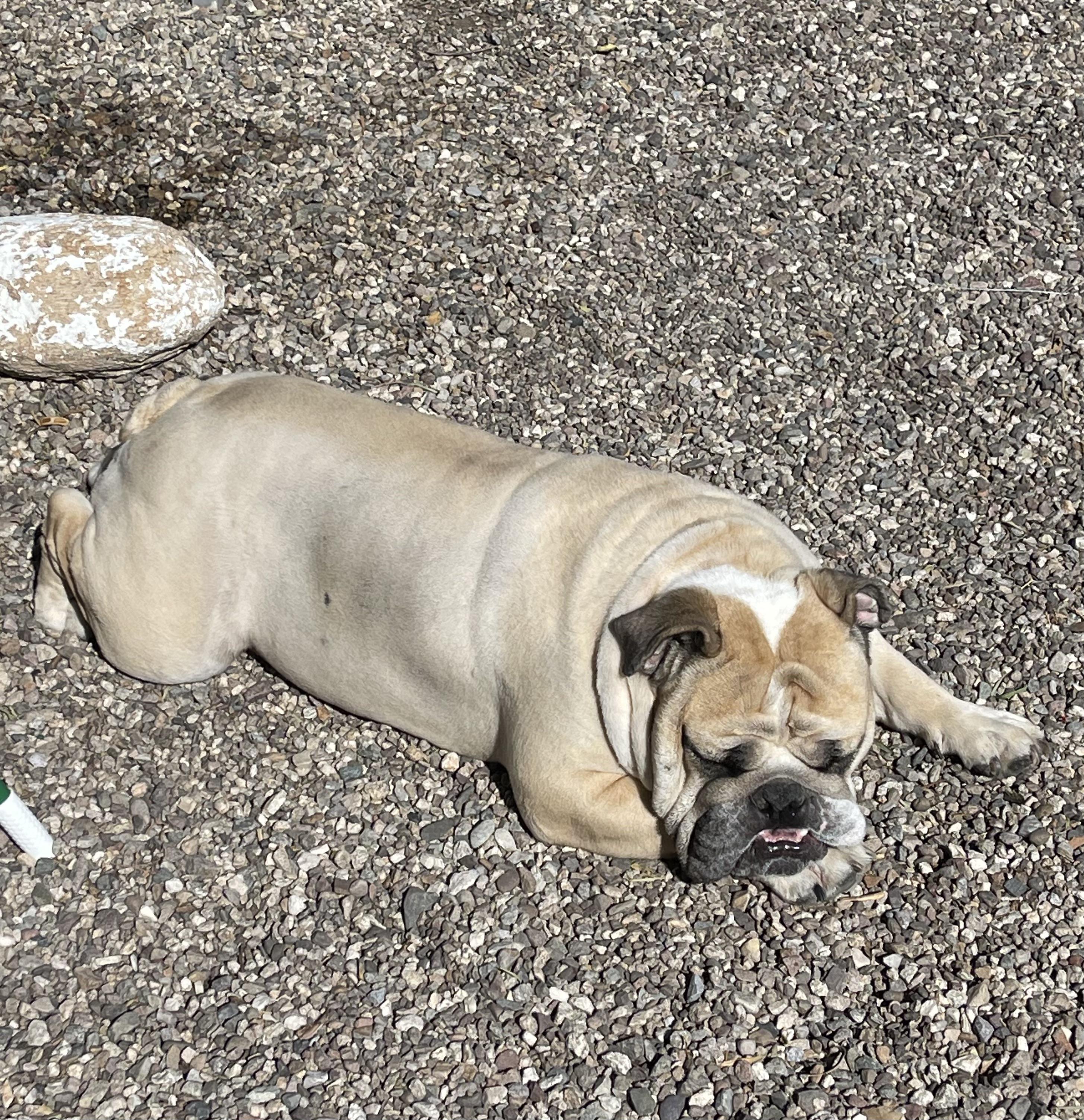 Sunbathing | Scrolller