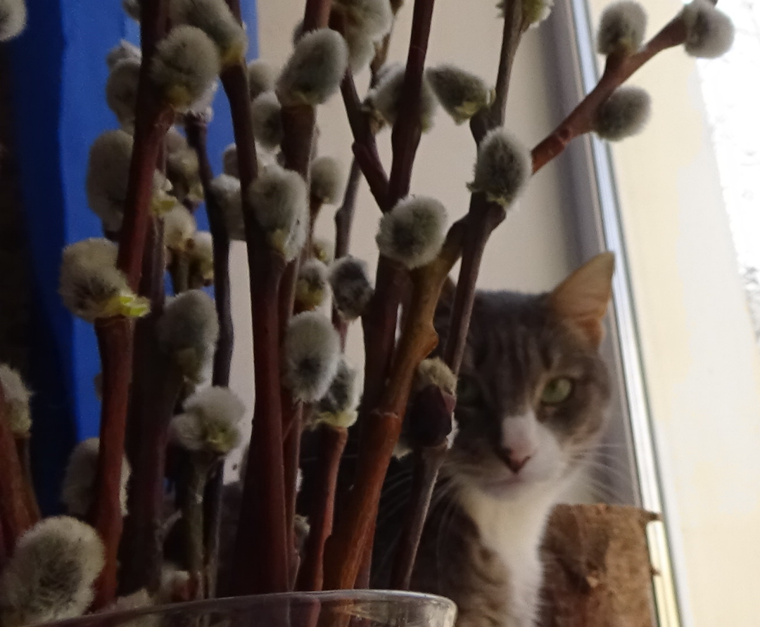 Willow branches and my cat | Scrolller