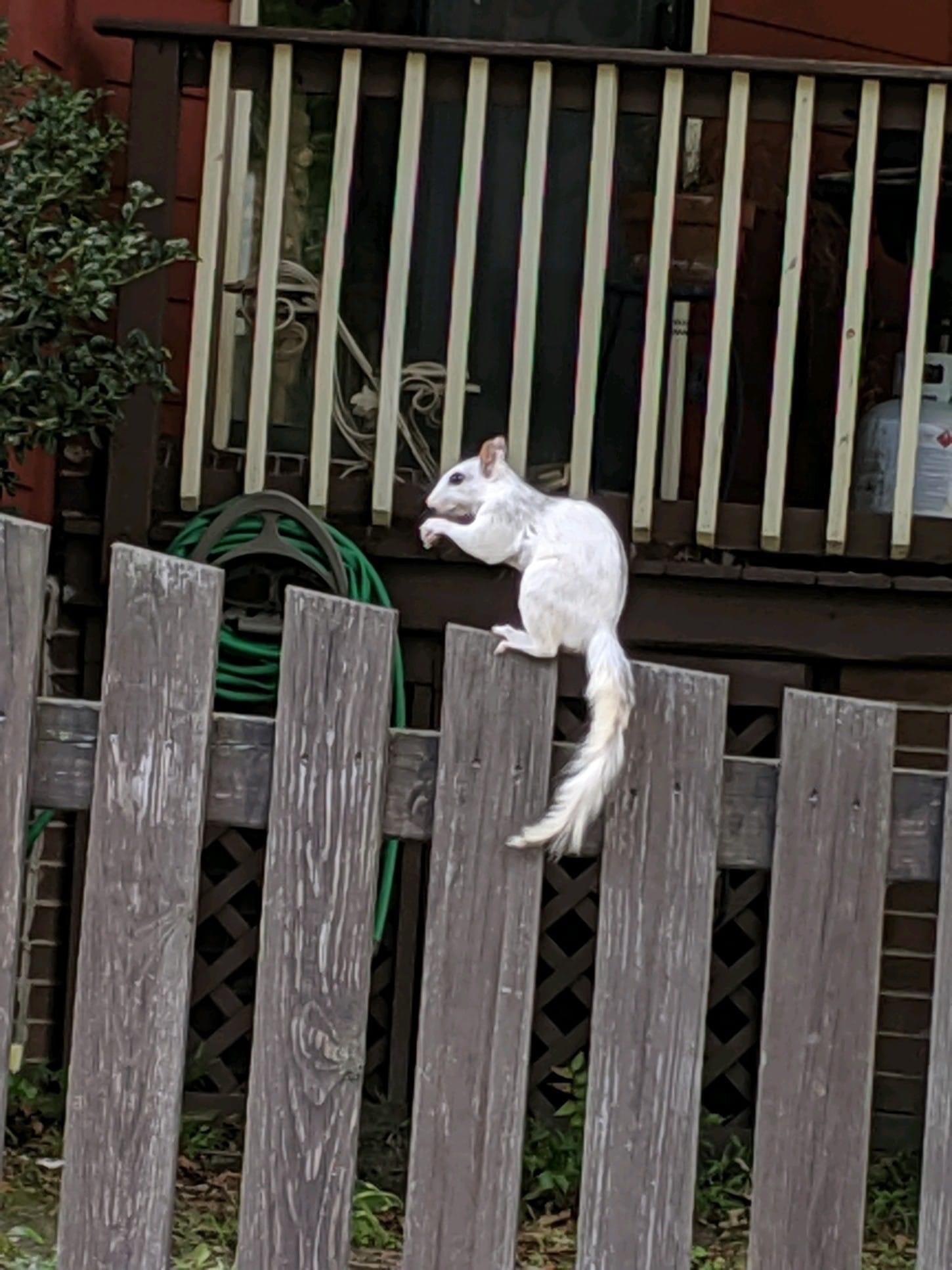 Another look at our leucistic squirrels | Scrolller