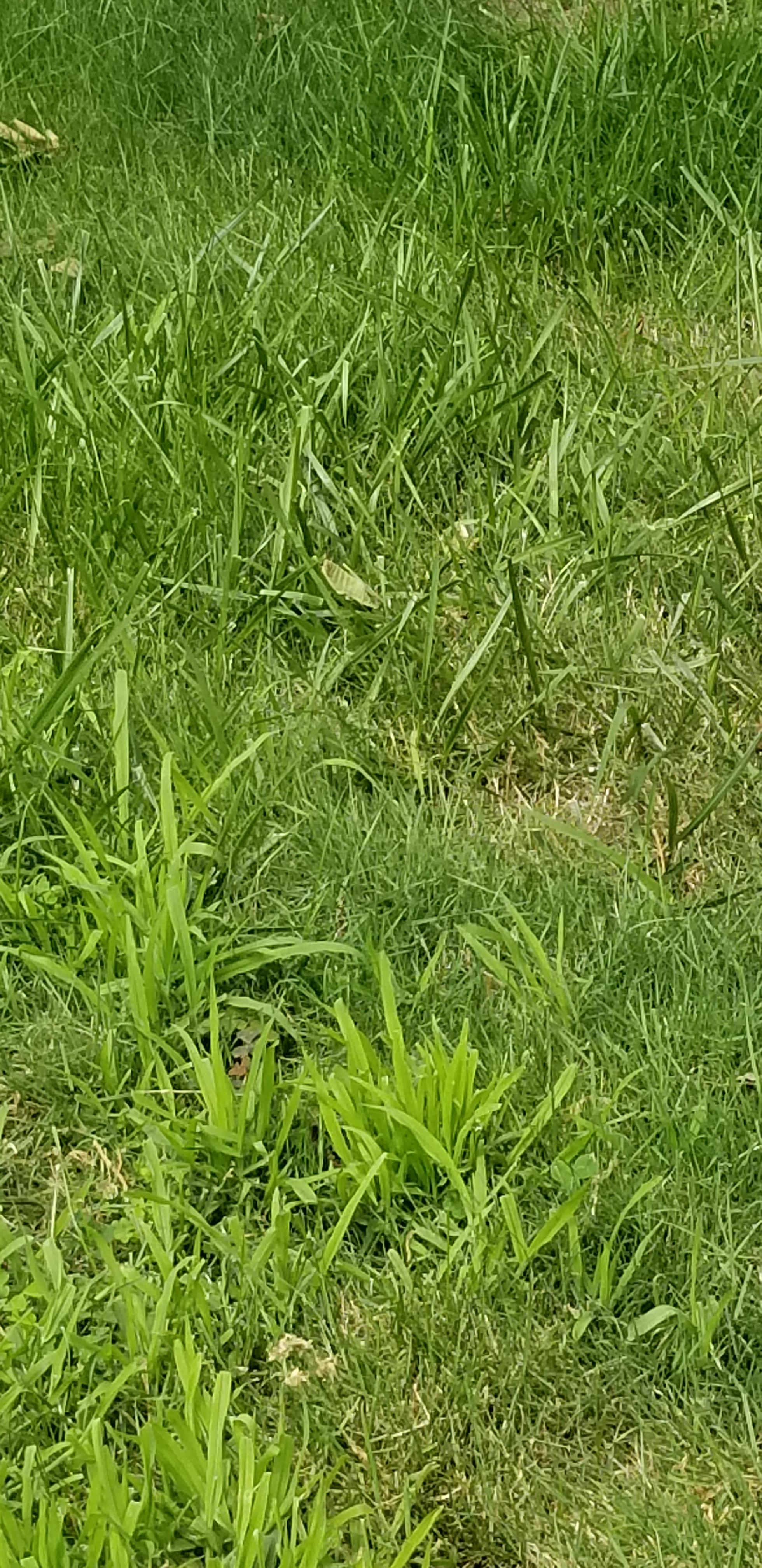 Types of "grass" | Scrolller