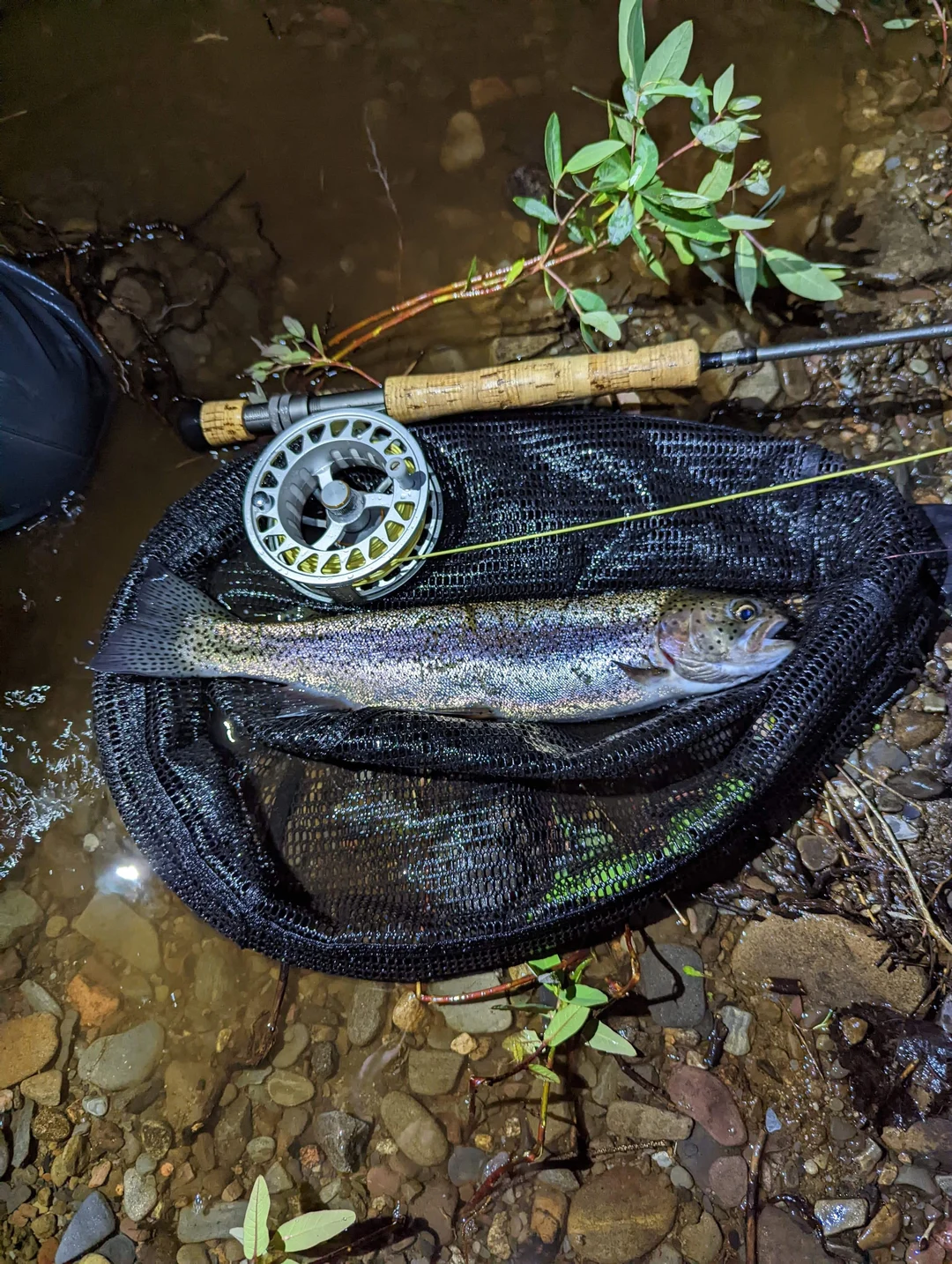 Unexpected rainbow while night fishing for browns | Scrolller