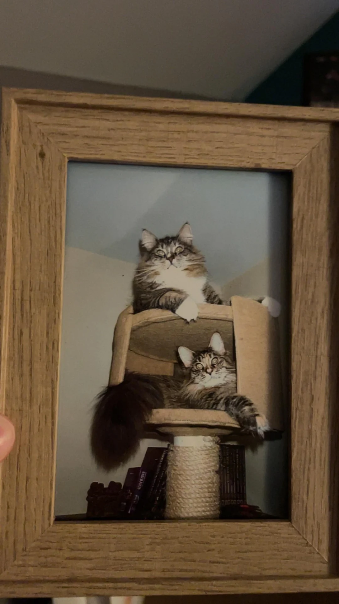 Finally got my favorite picture framed. My late Mainecoon, Missy (bottom) and my late Norwegian ...
