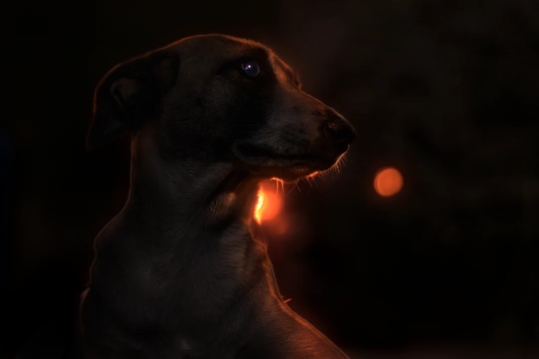 Stray, Everdale, Photography, 2023 | Scrolller