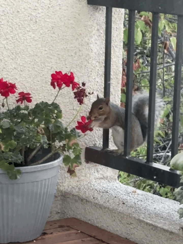 Chicken Nugget!! 🐿️ | Scrolller