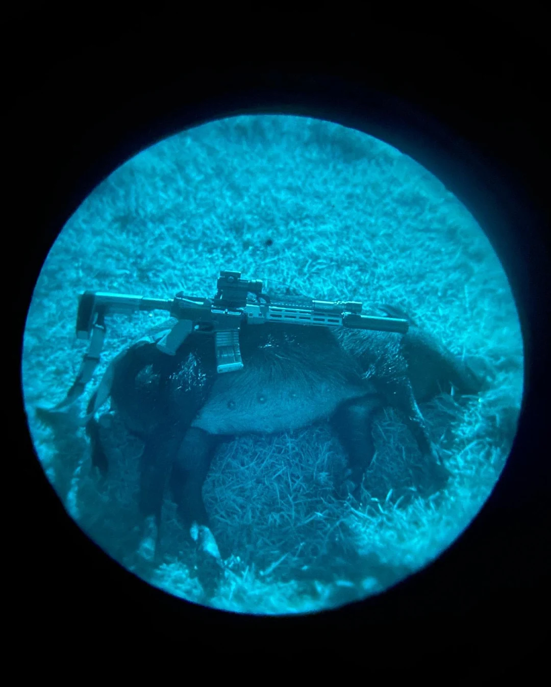 Hog huntin under night vision | Scrolller