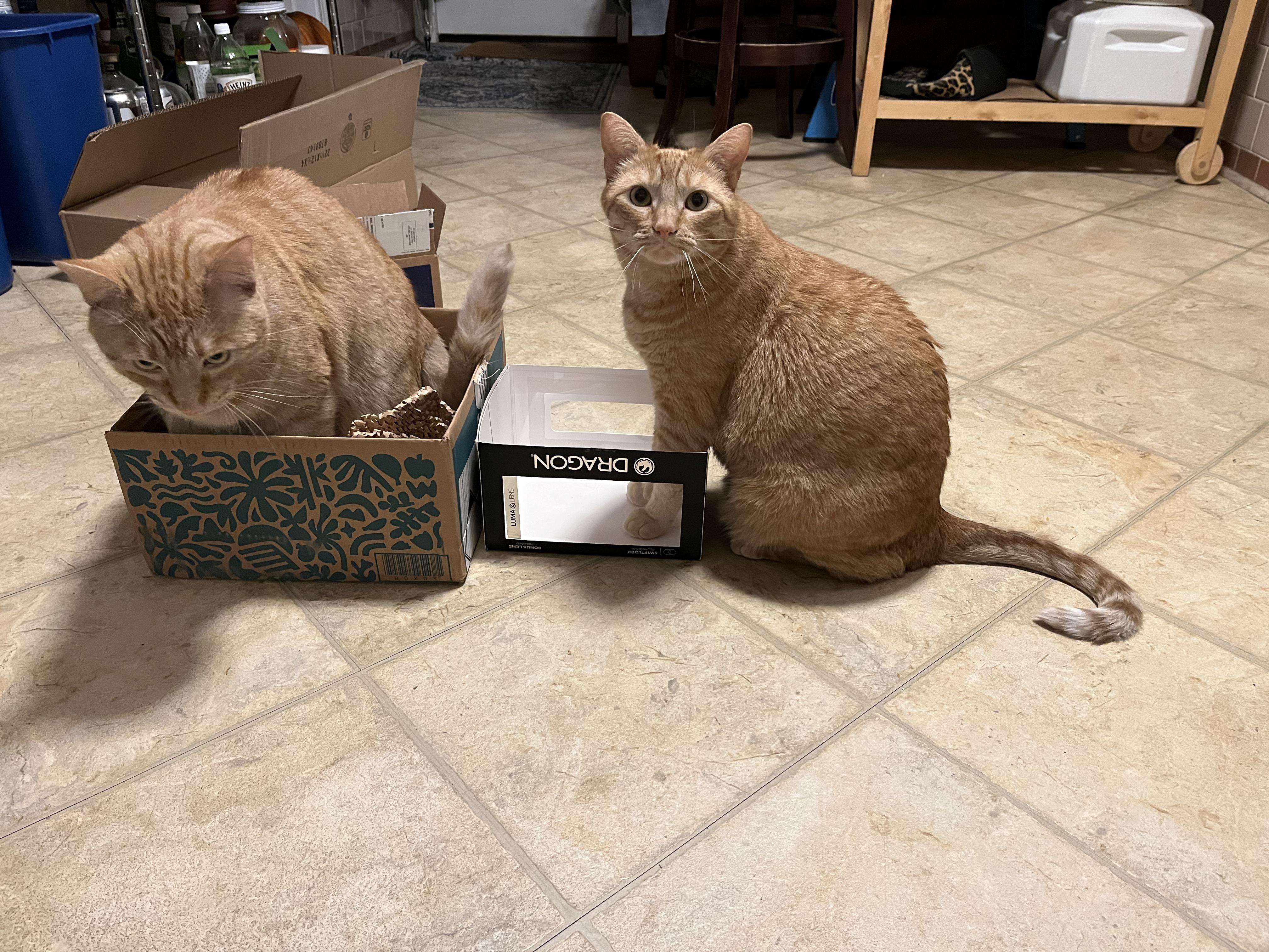 Shredder & Cider trapped again | Scrolller