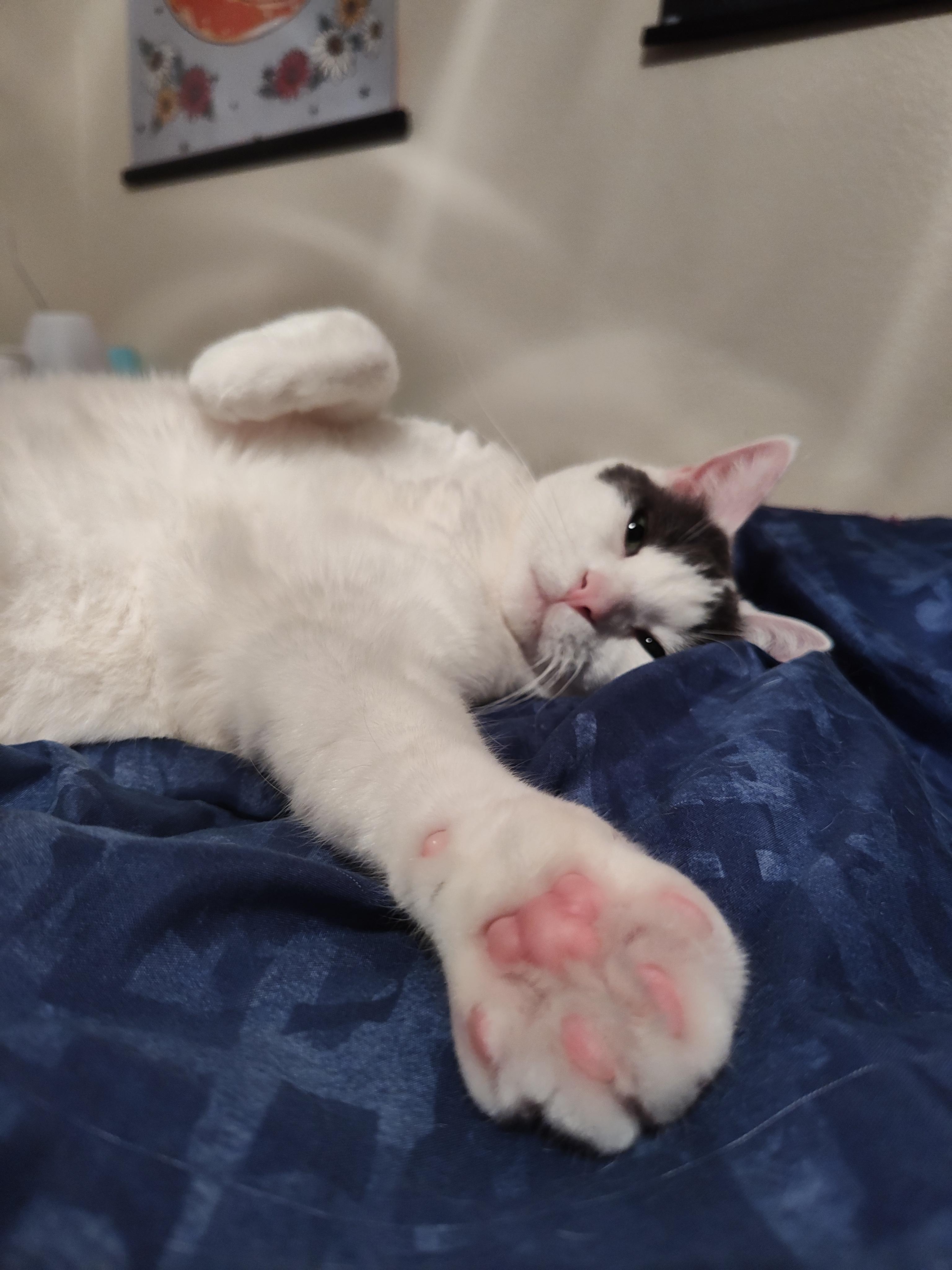 When you have to go to work but the bed is so comfortable that even the cat wants you to stay ...