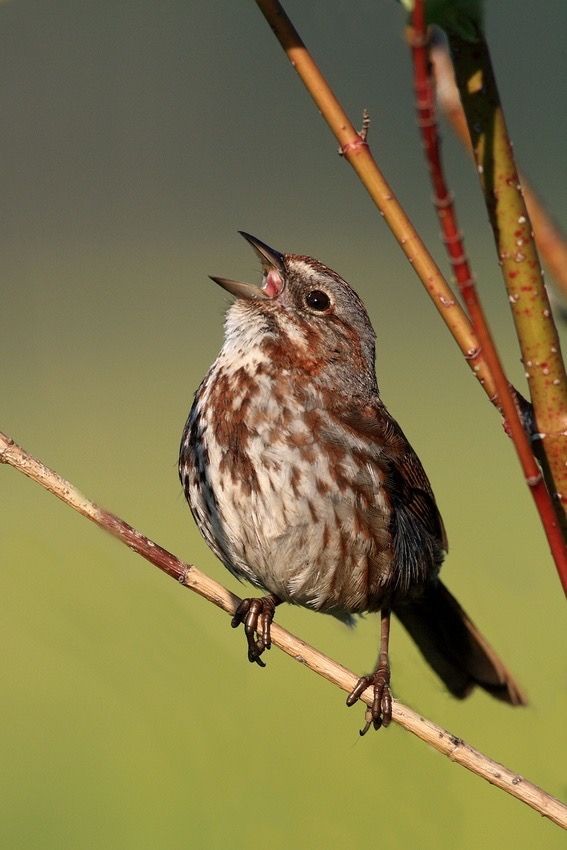 Song Sparrow | Scrolller