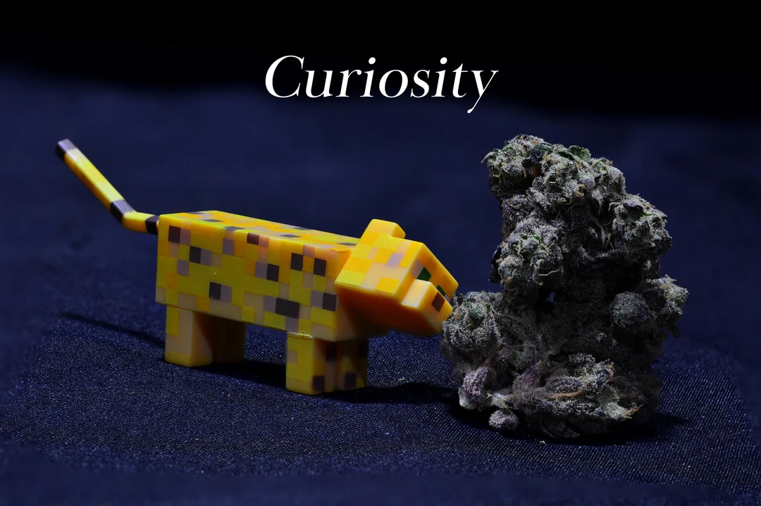 Curiosity | Scrolller