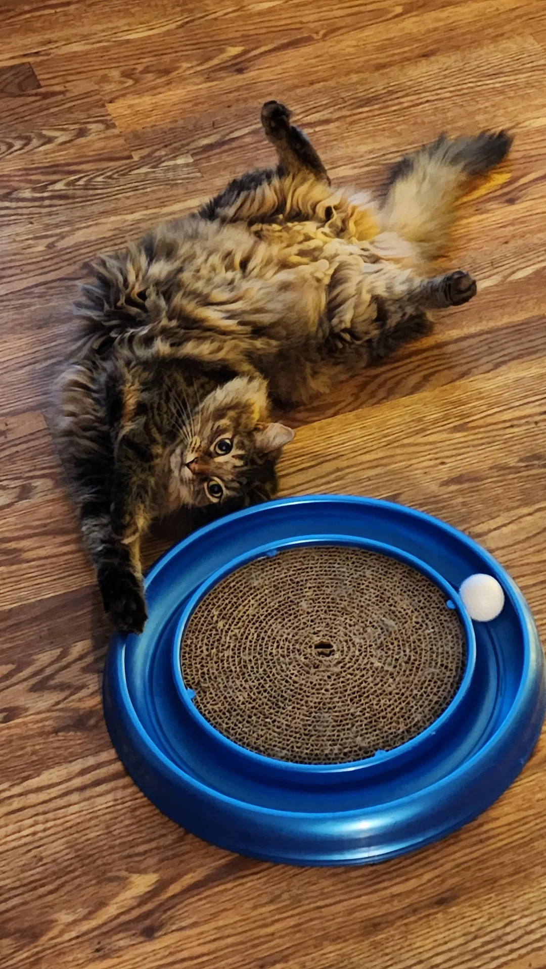 olive showing off her belly floof. | Scrolller