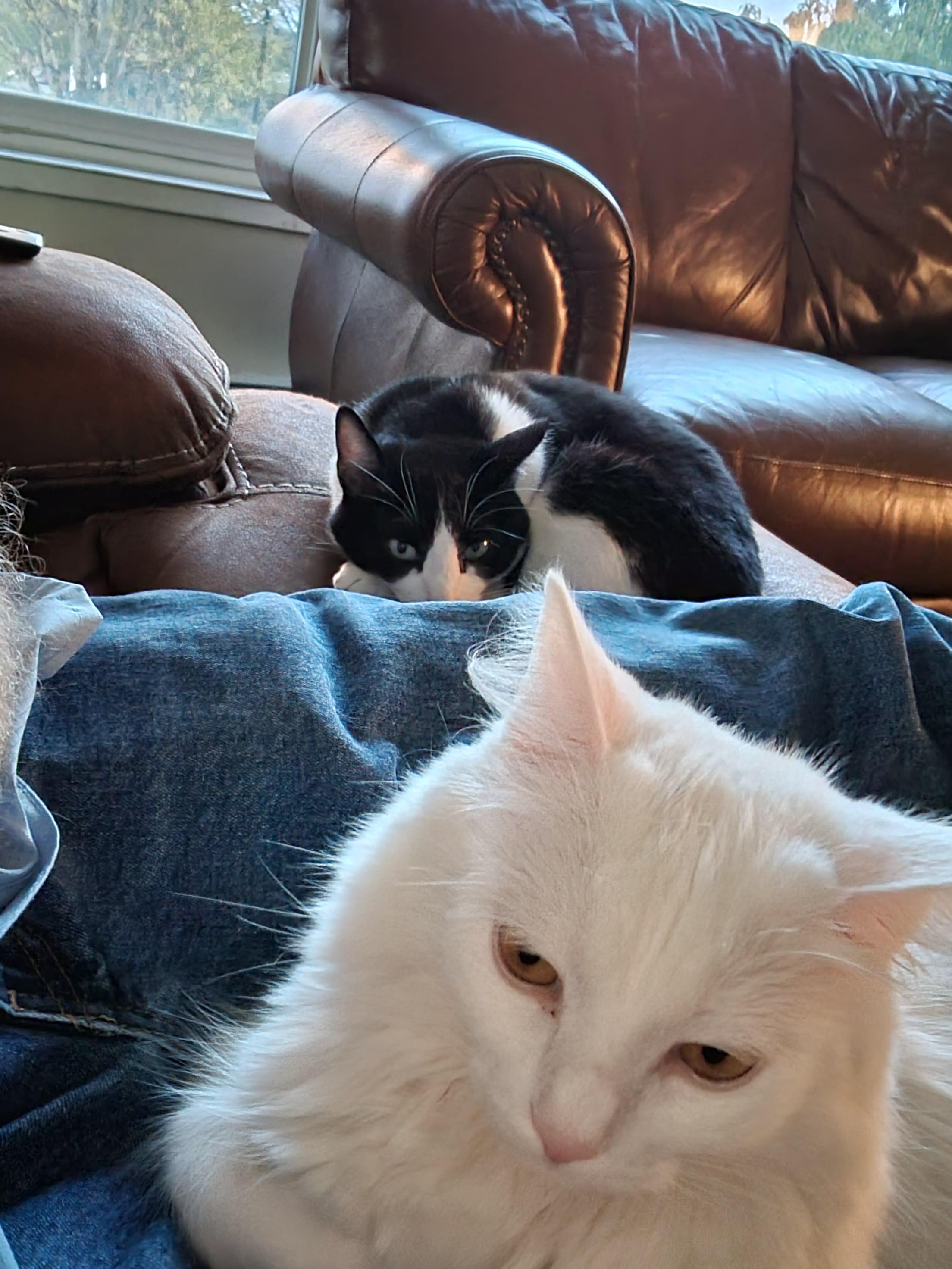 [OC] So much drama in one picture! | Scrolller