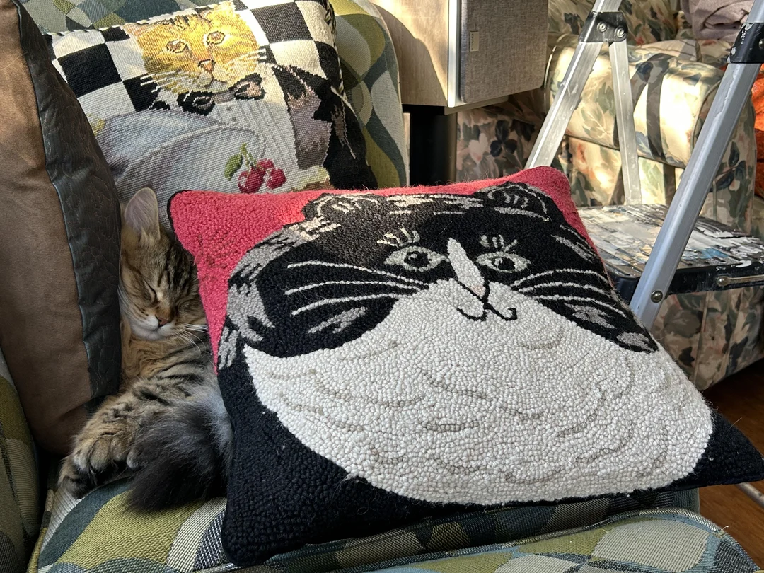 Our new addition napping with his favorite pillow | Scrolller