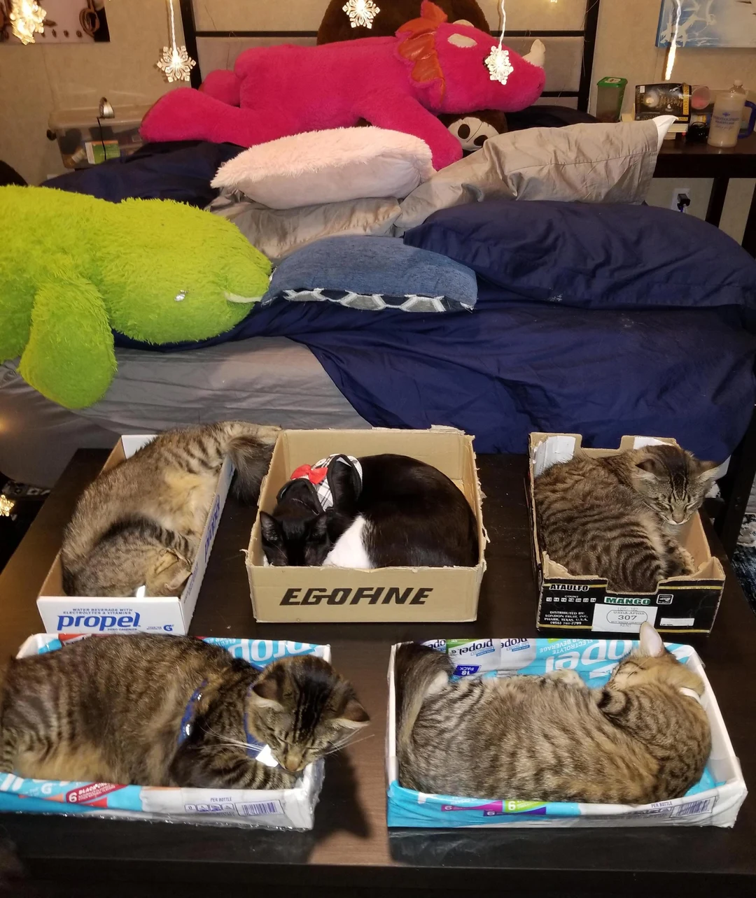 I put an assortment of boxes at the foot of my bed. The kitties put ...