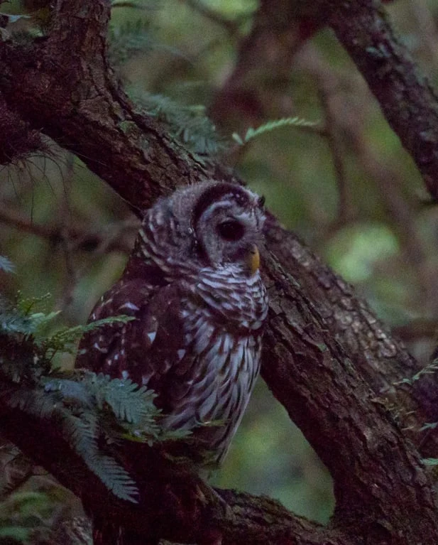 Young barred owl at dusk in Boynton Beach Fl | Scrolller