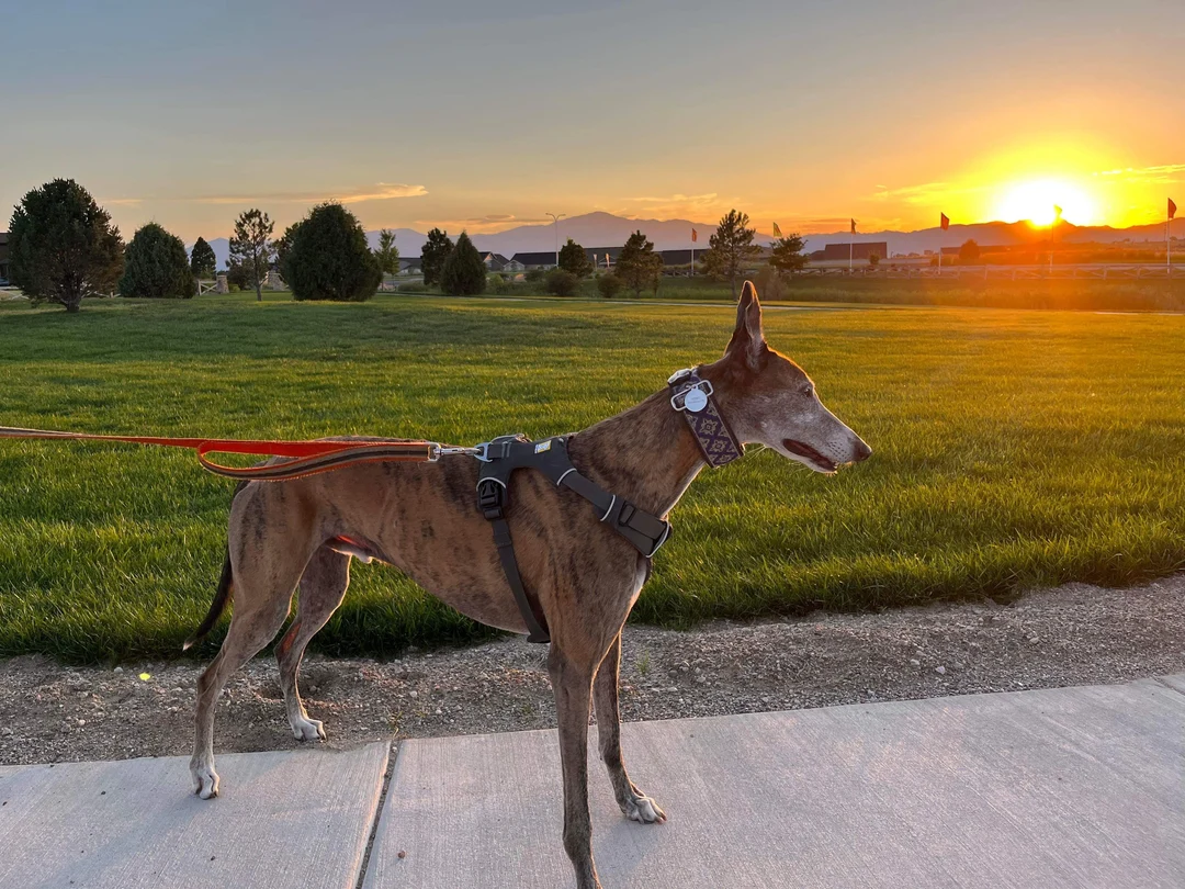 Discover more like Greyhounds: Redbo moves to Colorado and automatically looks more regal and ...