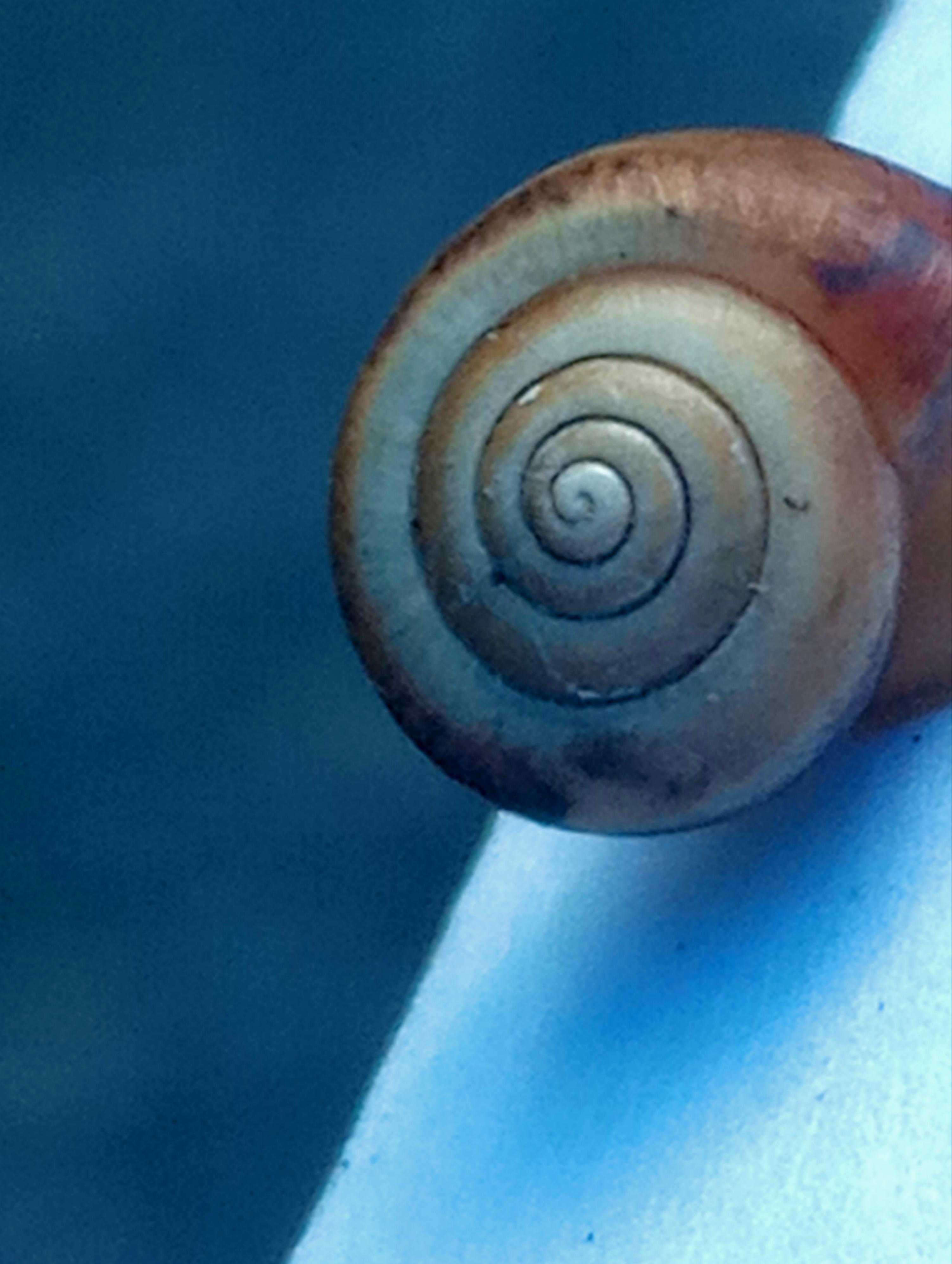 The Perfect Snail, Izzy_Ondomink, Photography, 2023 | Scrolller