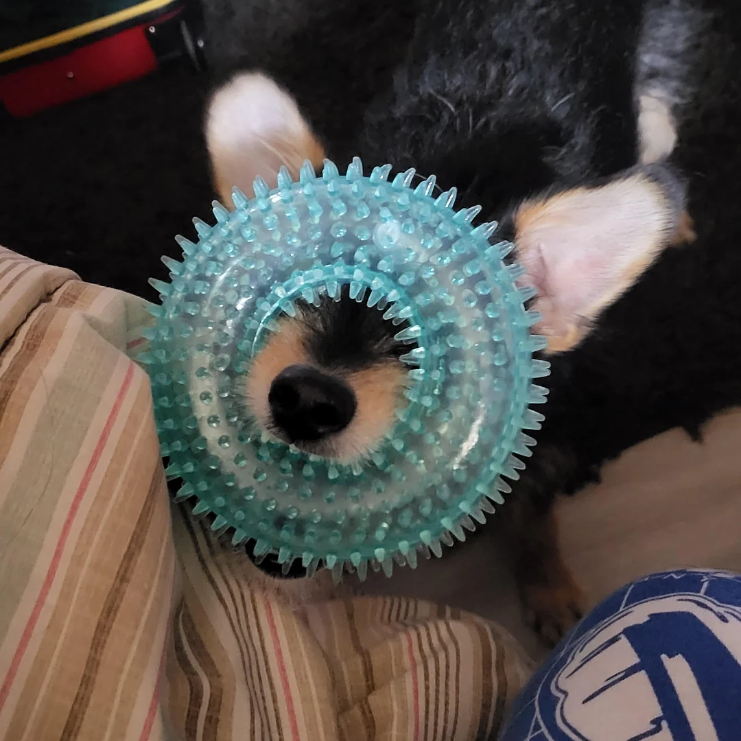 playing fetch. | Scrolller