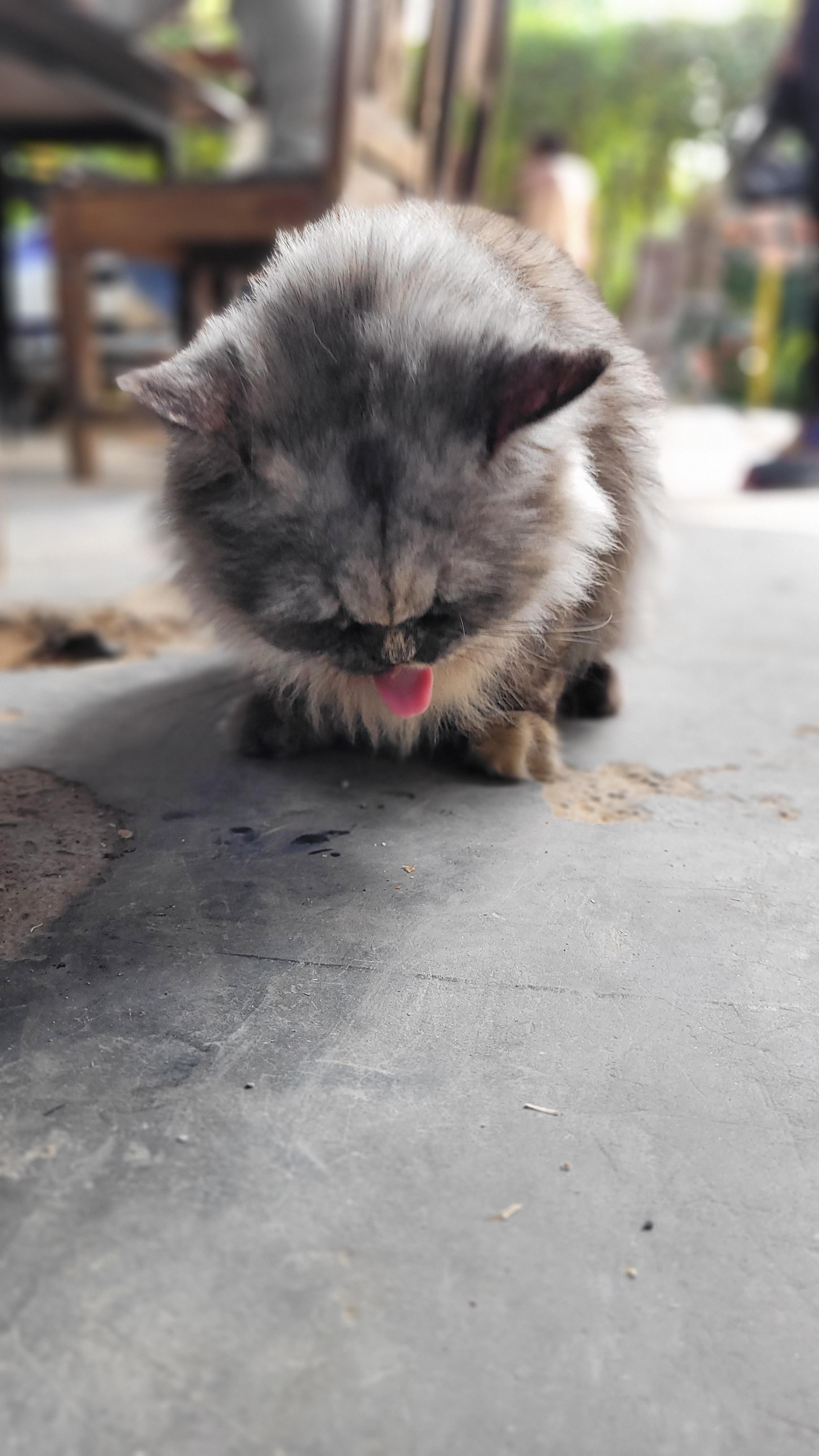 Met a very grumpy cat yesterday | Scrolller