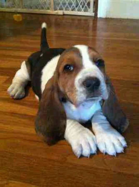 This Cute Basset Hound | Scrolller