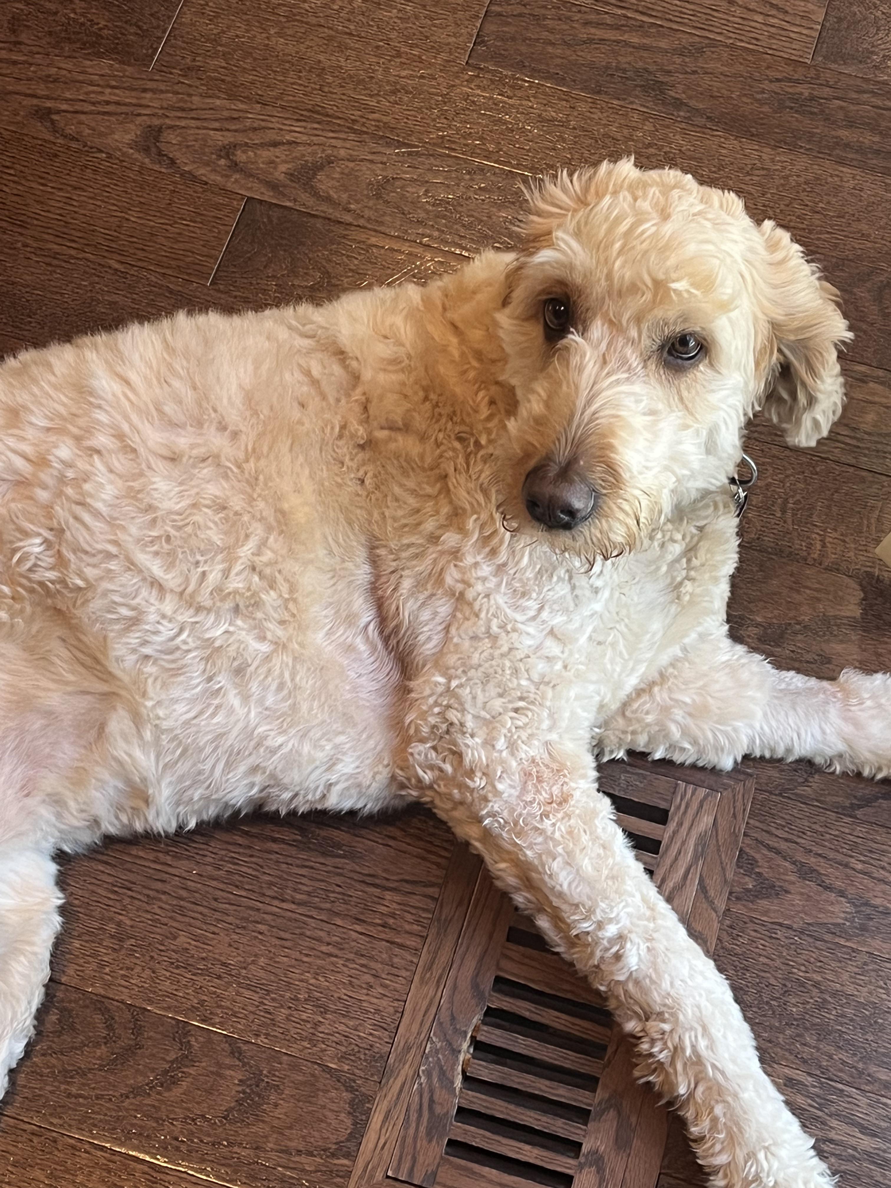 Lydia loves laying on the air vent | Scrolller