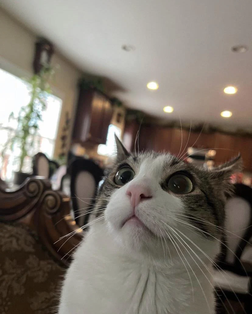 Discover more like AnimalsBeingDerps: My cat does such derpy faces sometimes and Related Content ...