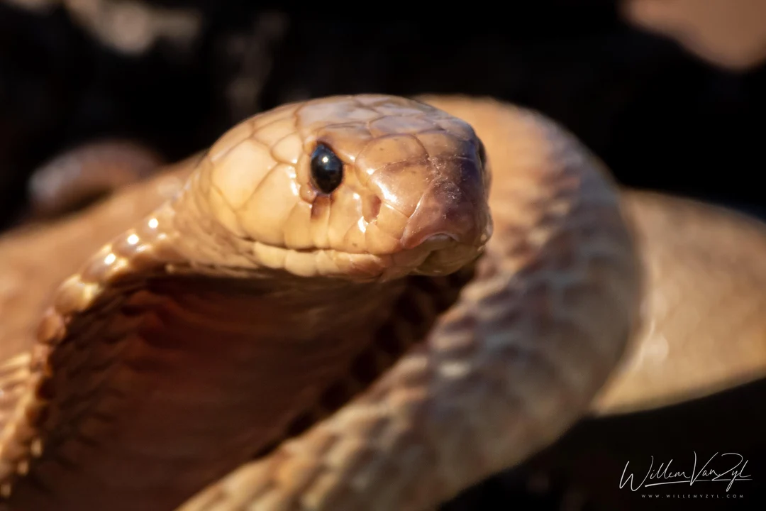 Cape Cobra (Naja nivea), dangerously venomous | Scrolller