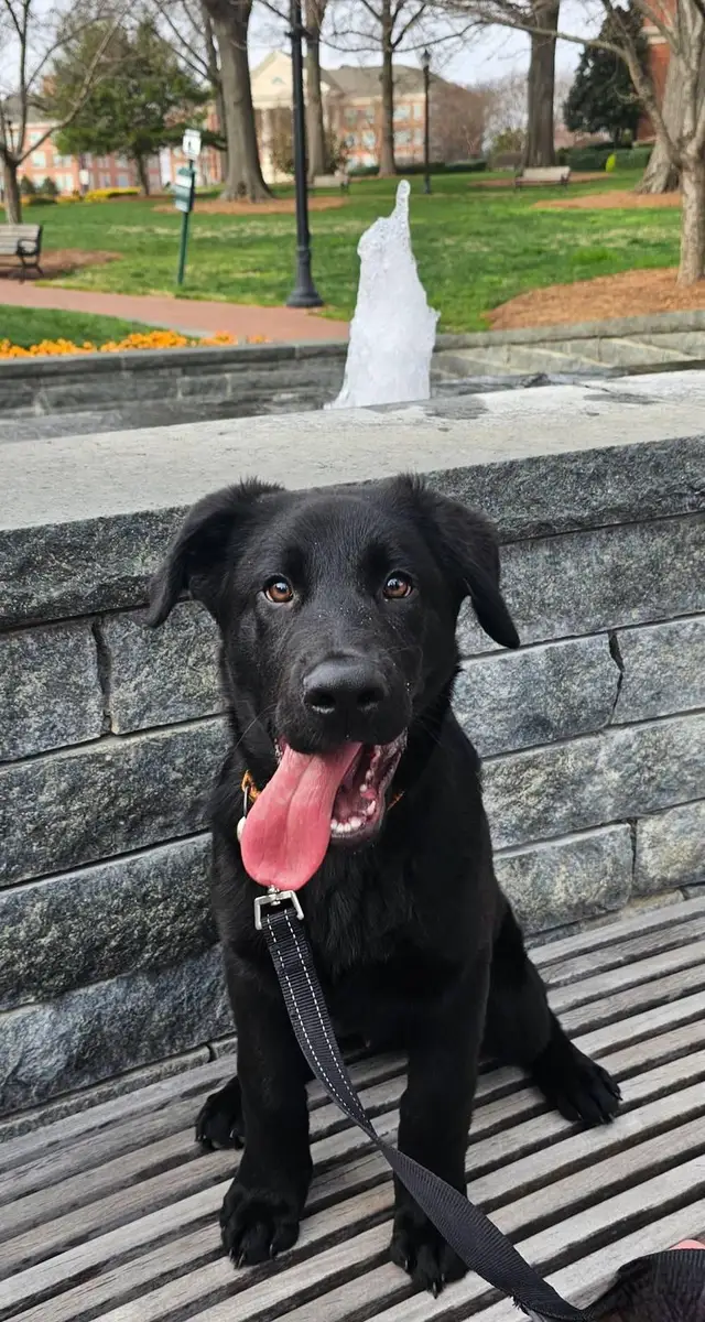 Happy and tired puppy | Scrolller