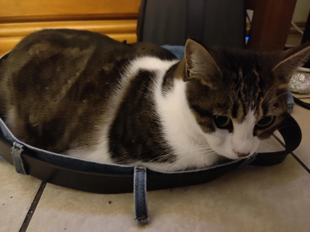 Used pants apparently make desirable kitty beds... | Scrolller