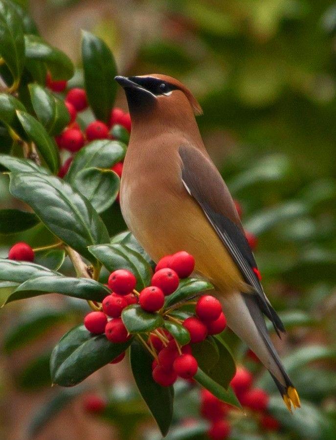 Cedar Waxwing | Scrolller