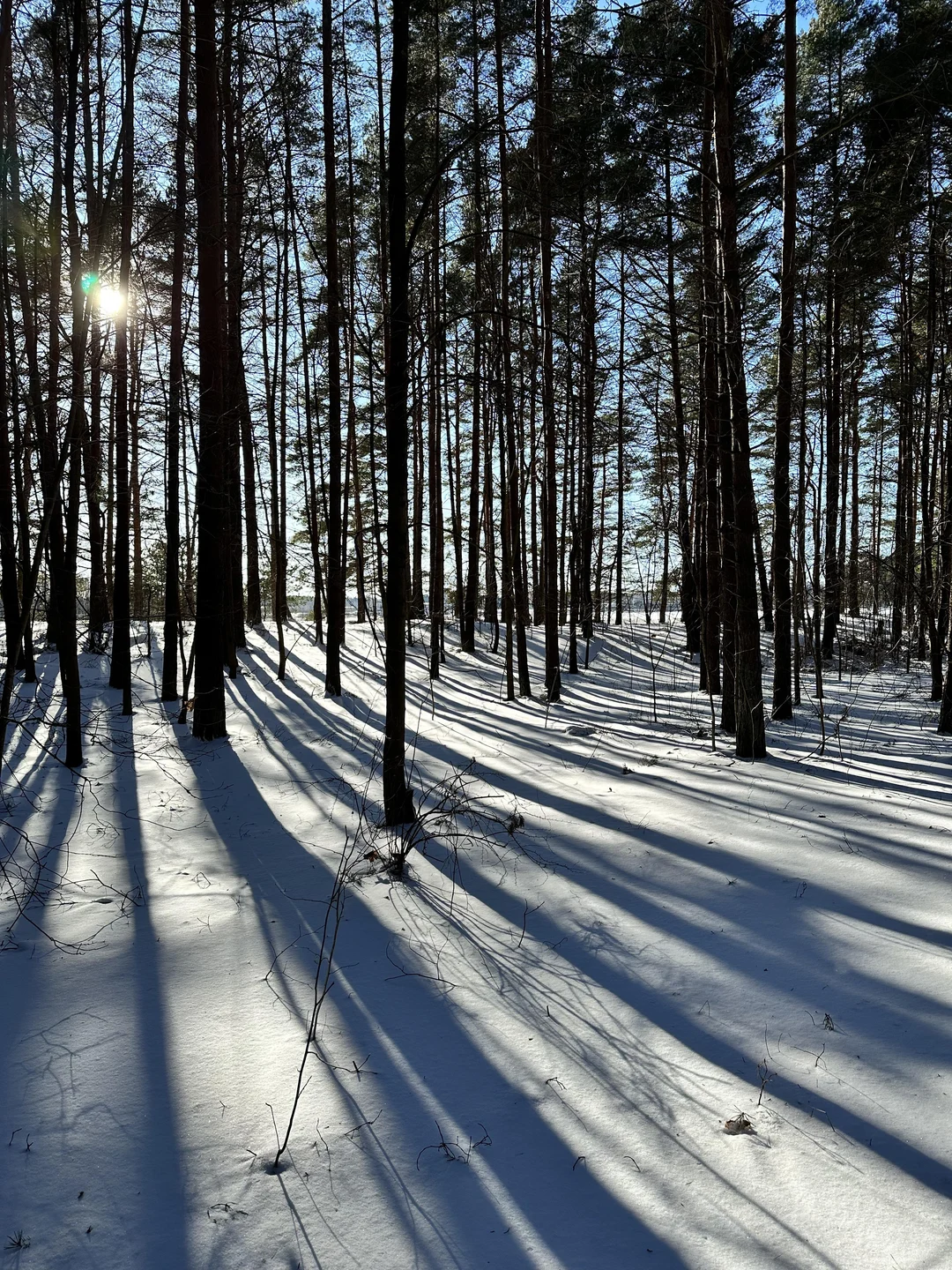 Winter Shadows | Scrolller