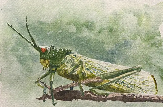 Grasshopper Study, Lazy_Option, Watercolor, 2023 | Scrolller