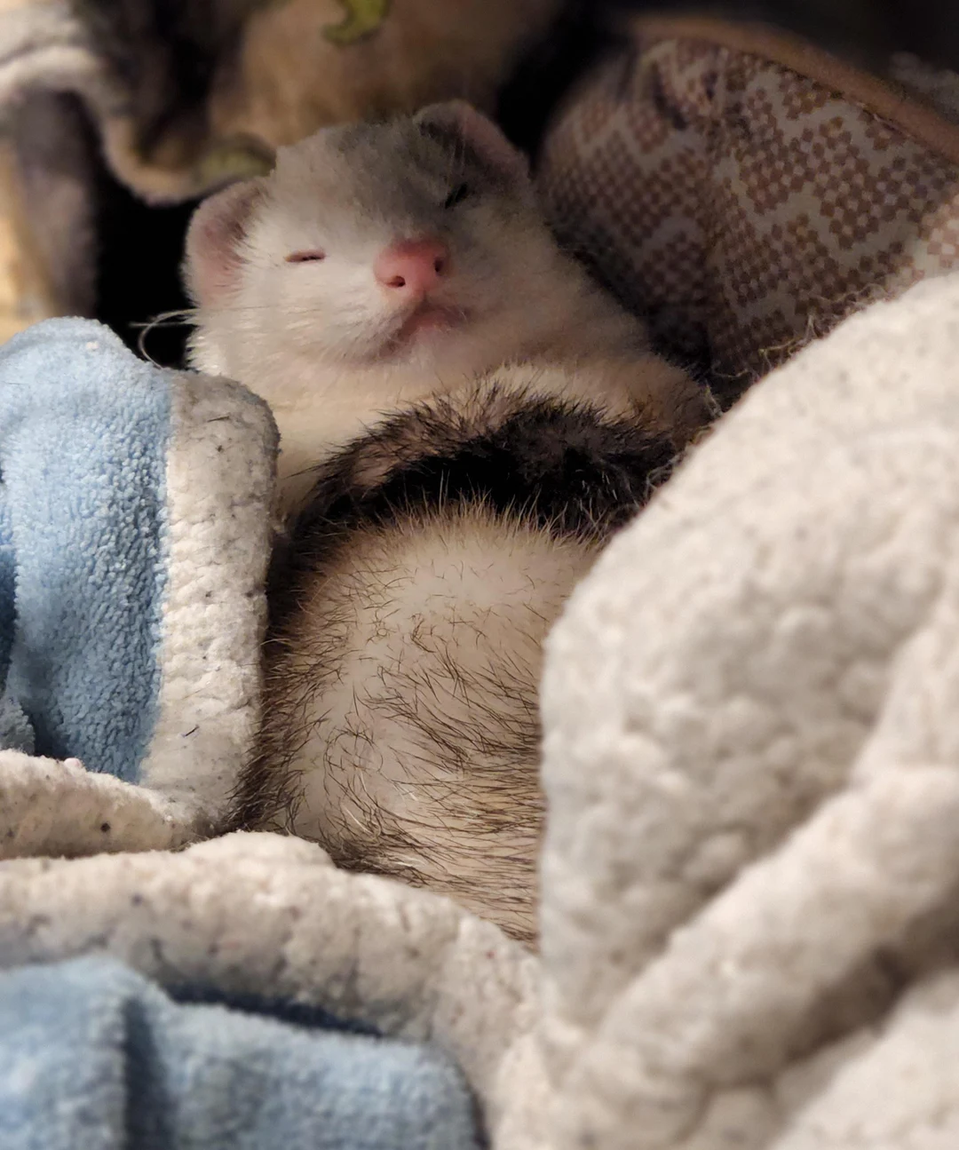 Meet Atlas, adopted on National Ferret Day! (April 2nd) | Scrolller