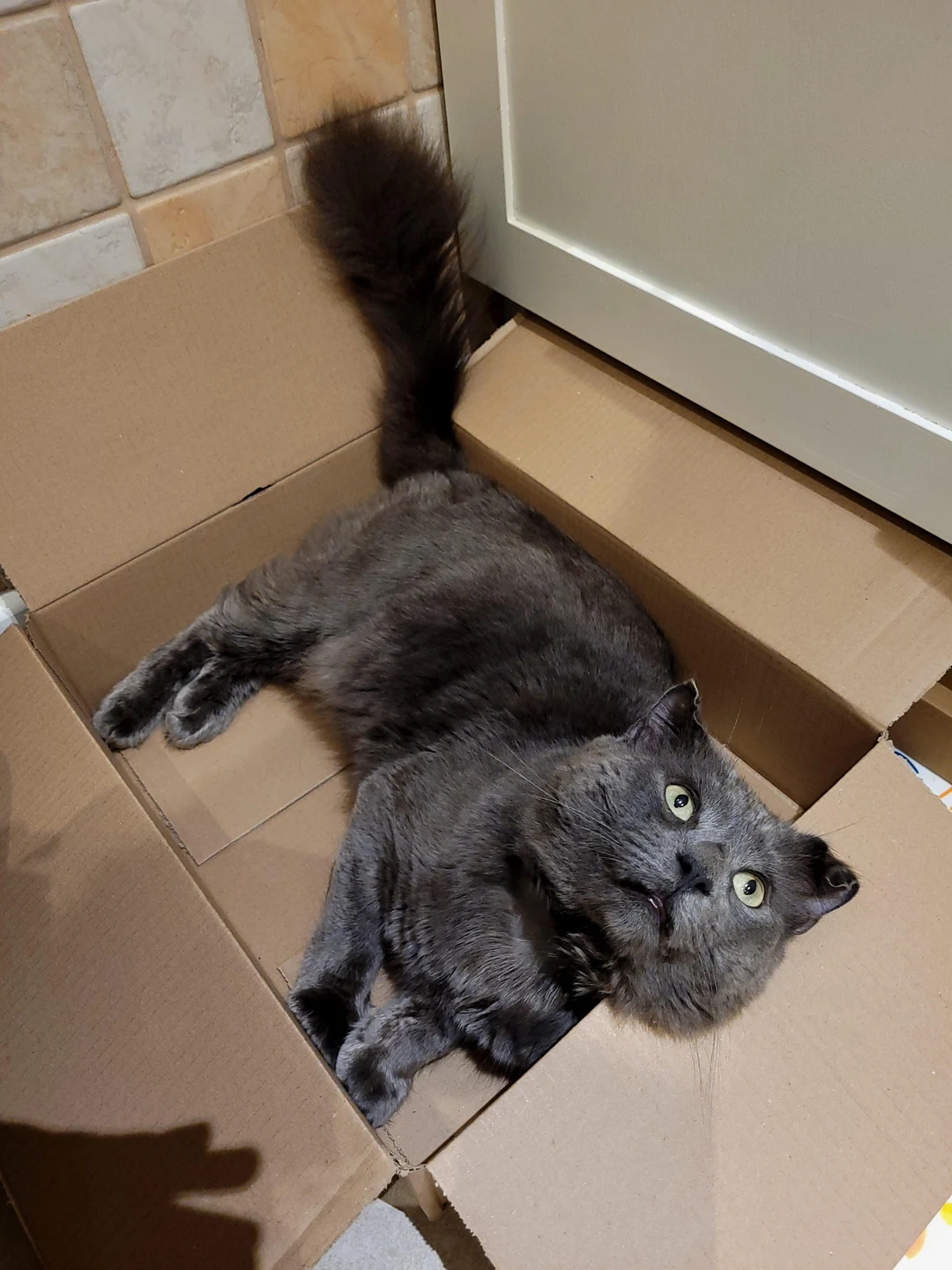 Oscar has discovered boxes. | Scrolller