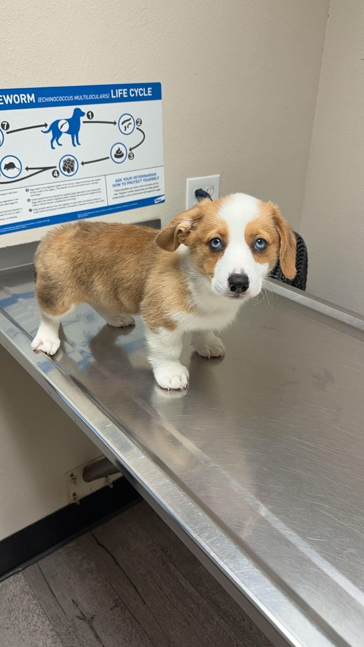 Bluey getting his shots today💉 | Scrolller