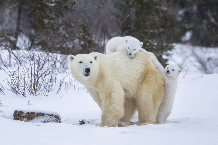 Polar bear mother allows her cubs to climb on her | Scrolller