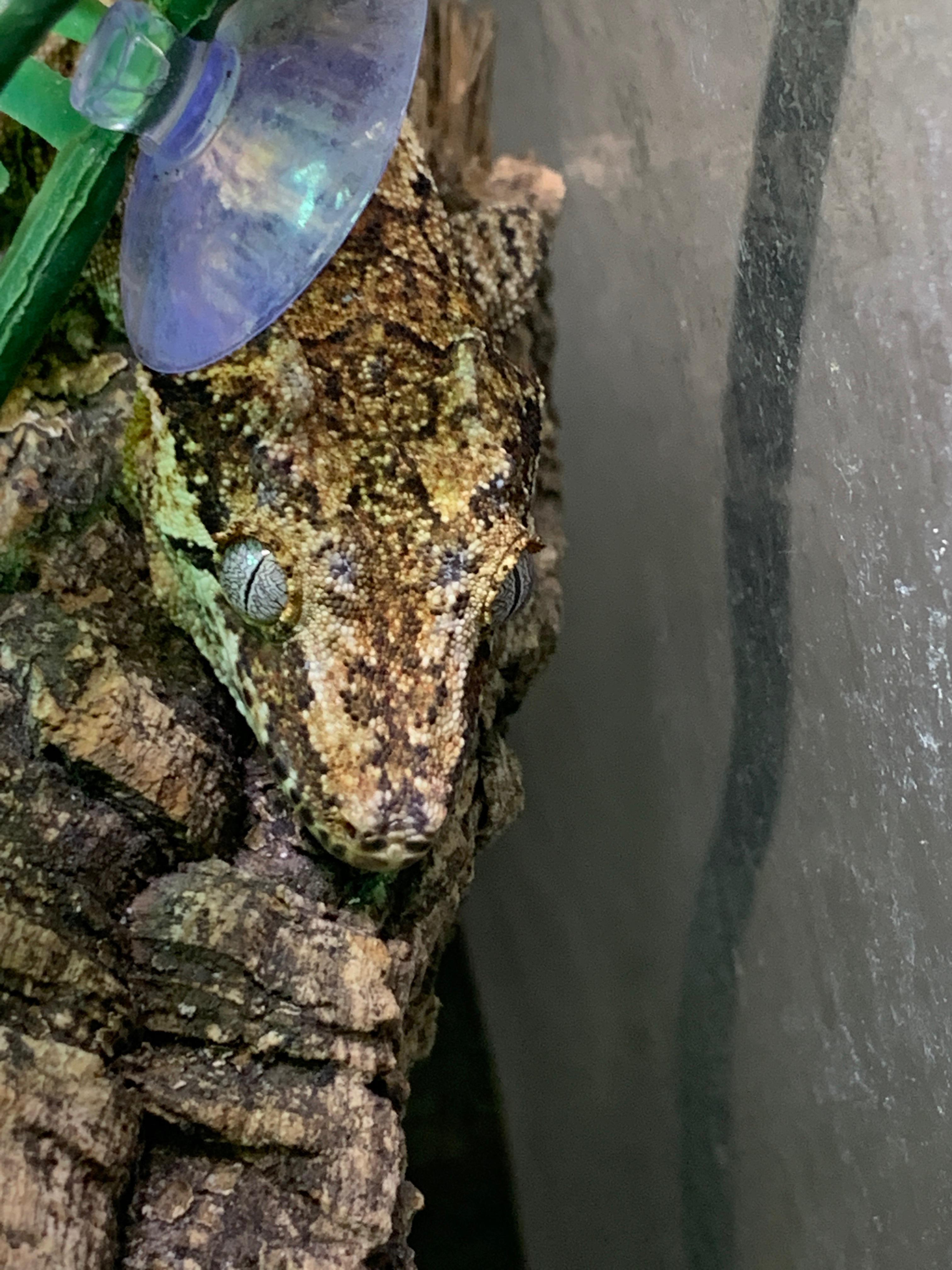 Head scales look off? | Scrolller