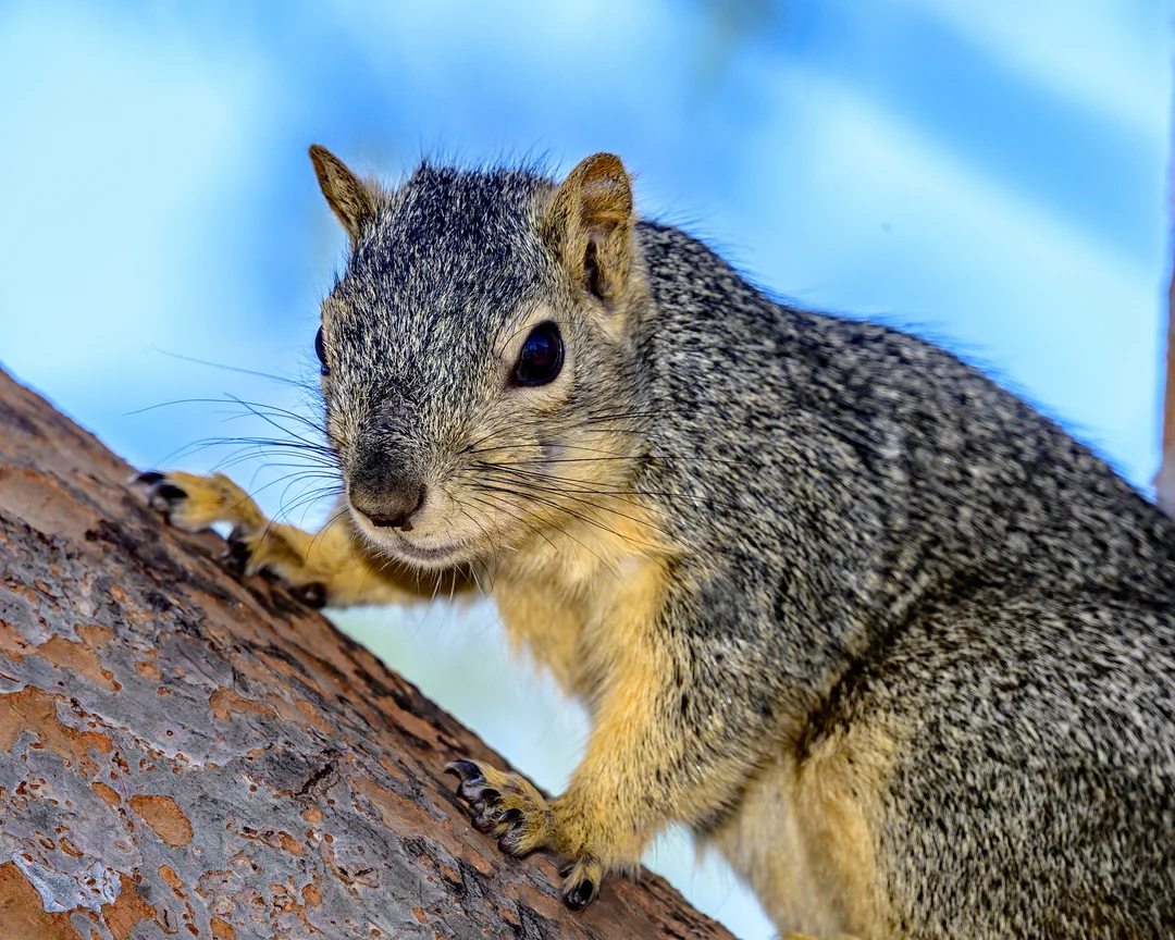 Squirrel | Scrolller