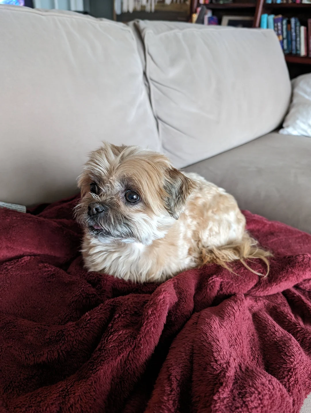 If cats are loafs, and my little buddy is a loaf, then he's clearly a cat, right? | Scrolller