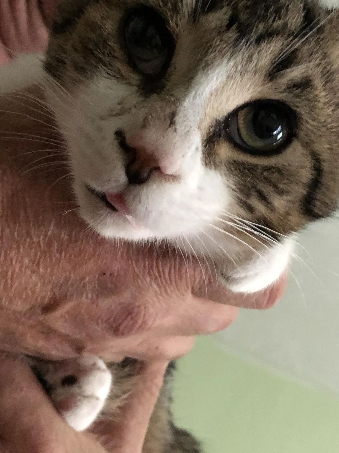 Popcorn's First Blep! | Scrolller