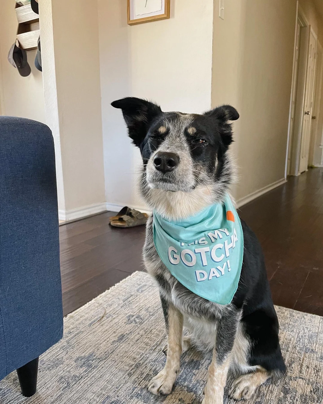 It’s Dallas’ Gotcha Day! She is about 3 years old now | Scrolller