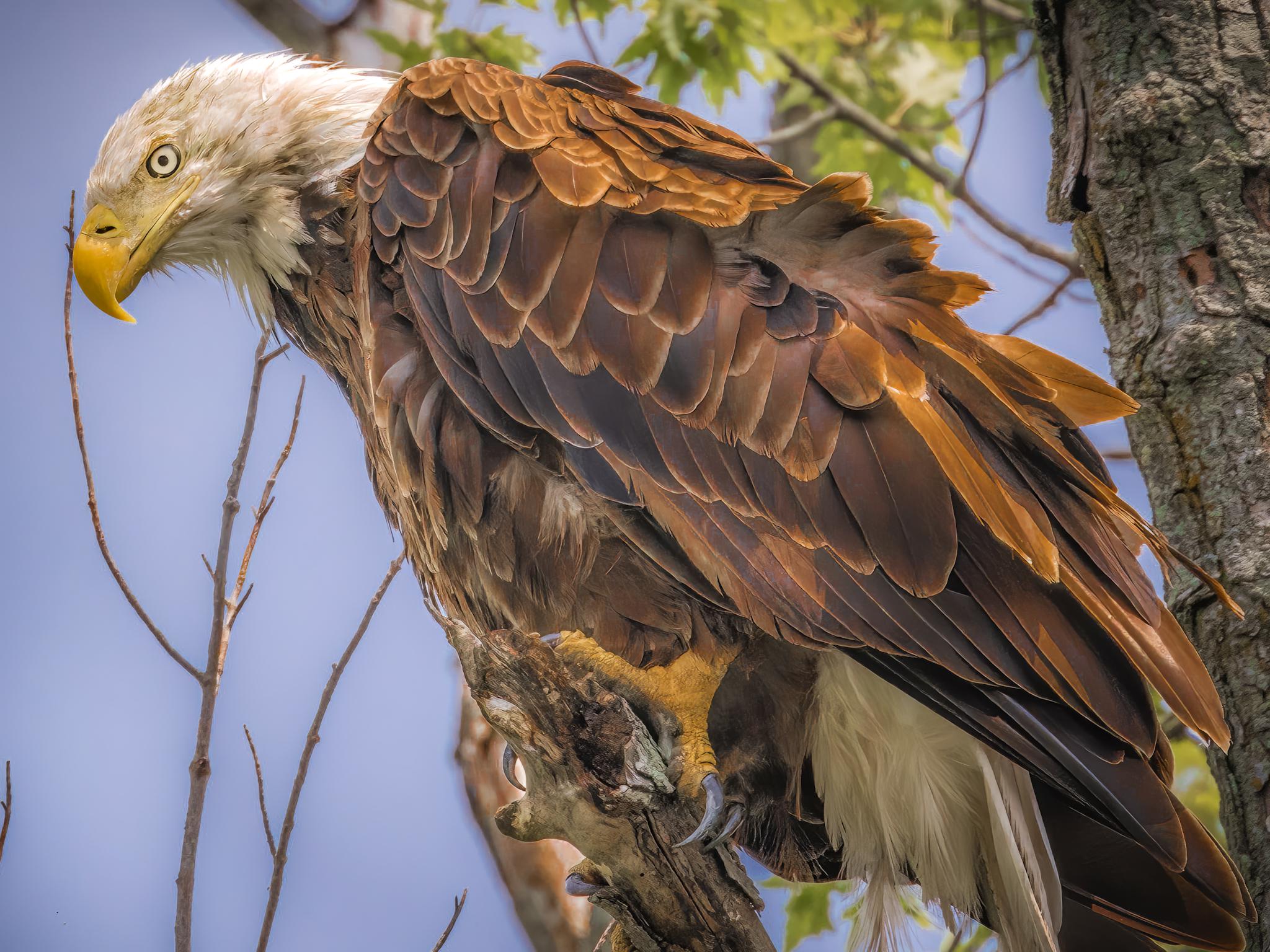 Just a bald eagle | Scrolller