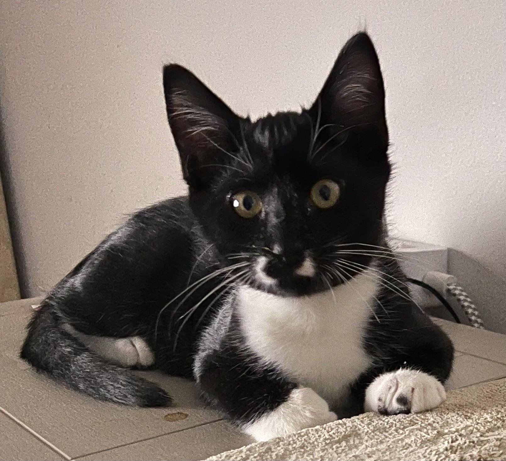 Meet Smudge my new kitten | Scrolller